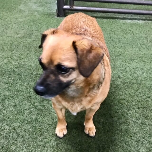 What is TTouch - Raising K-9 Dog Training