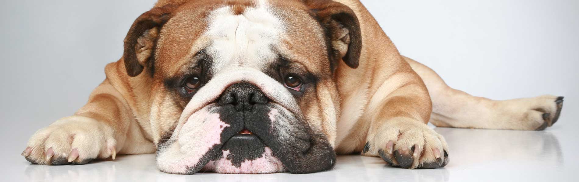 Canine Enrichment - Raising K-9 Dog Training